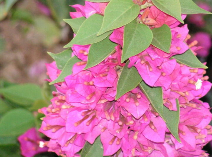 Bougainvillea-Torch Glow | Elgin Nursery & Tree Farm: Phoenix, AZ