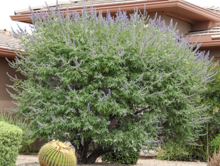 Chaste Tree | Elgin Nursery & Tree Farm: Phoenix, AZ