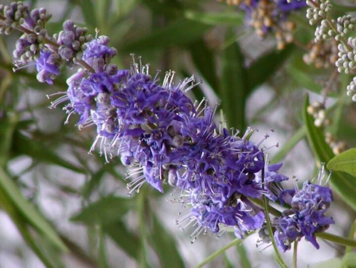 Chaste Tree | Elgin Nursery & Tree Farm: Phoenix, AZ
