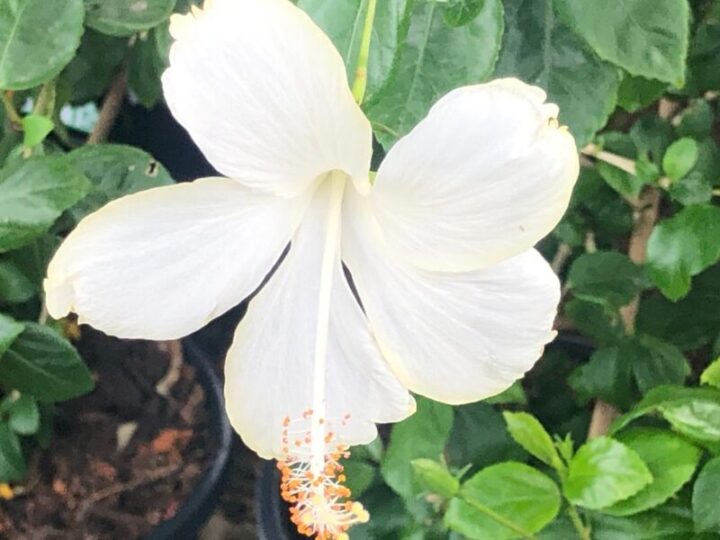 Hibiscus | Elgin Nursery & Tree Farm: Phoenix, AZ