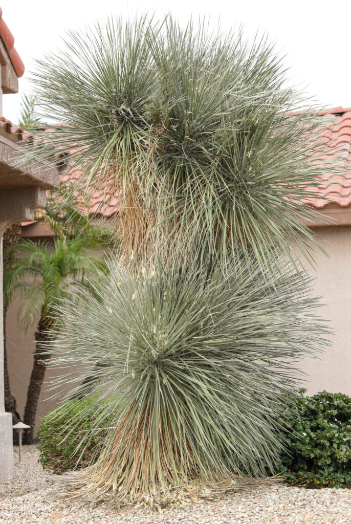 Yucca – Soaptree | Elgin Nursery & Tree Farm: Phoenix, AZ