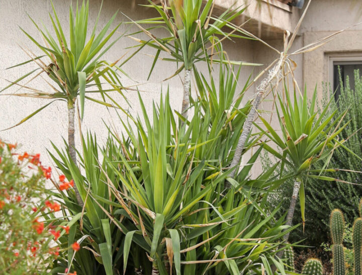 Yucca – Spanish Dagger | Elgin Nursery & Tree Farm: Phoenix, AZ