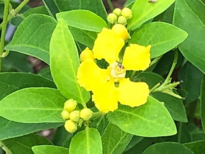 Snail Vine | Elgin Nursery & Tree Farm: Phoenix, AZ