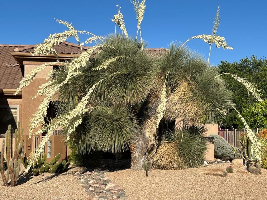 Yucca | Elgin Nursery & Tree Farm: Phoenix, AZ