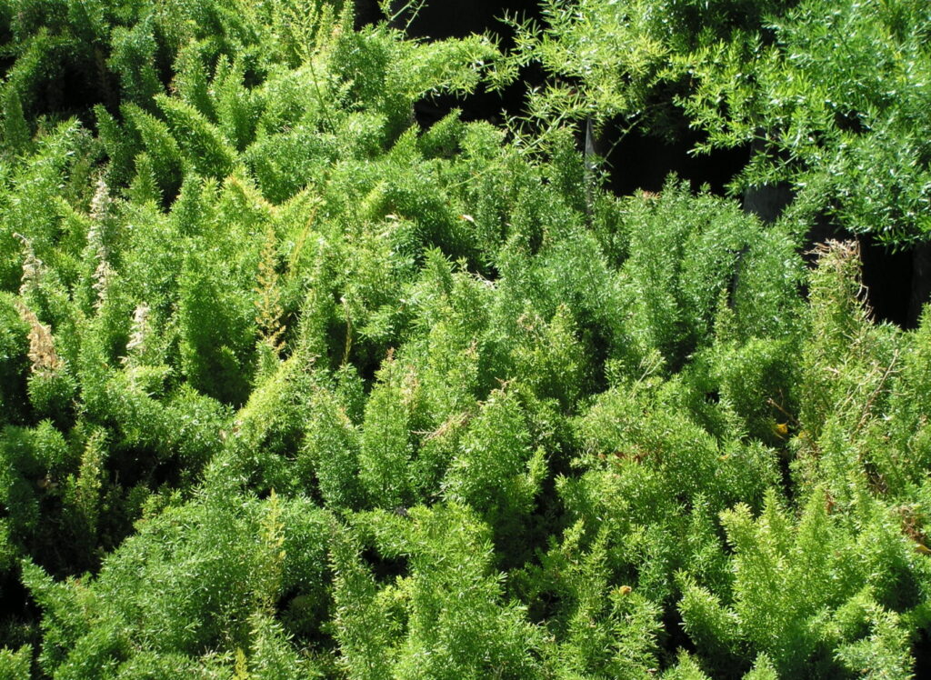 Ground Covers | Elgin Nursery & Tree Farm: Phoenix, AZ
