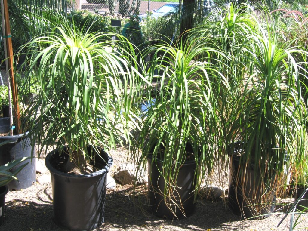 Donkey Tail | Elgin Nursery & Tree Farm: Phoenix, AZ