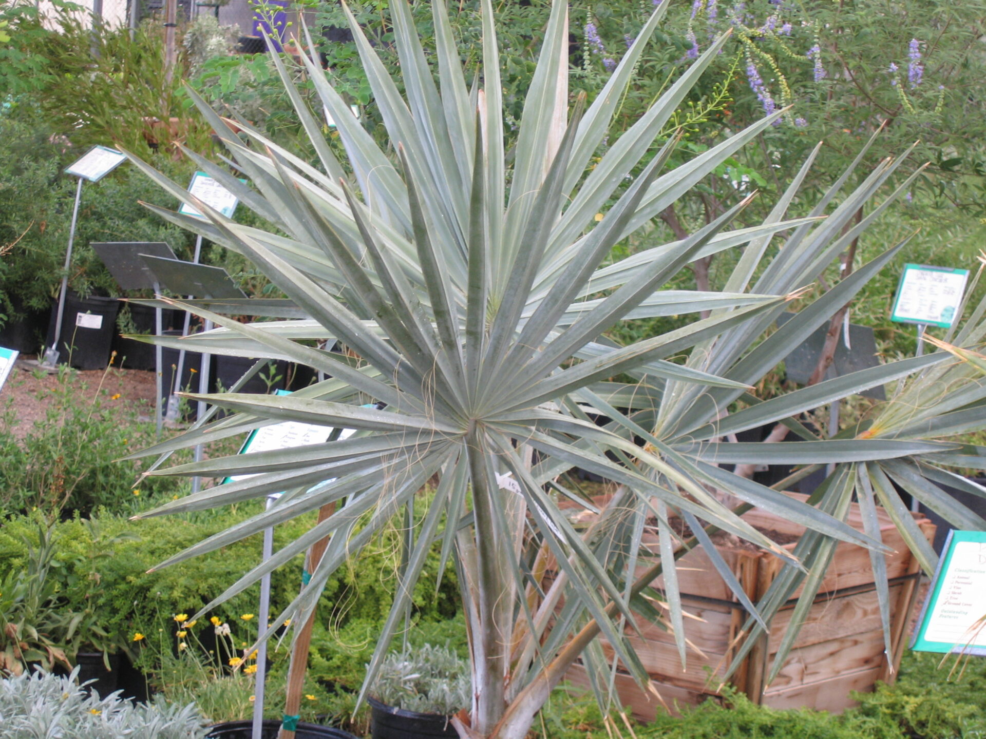 Palm Trees | Elgin Nursery & Tree Farm: Phoenix, AZ