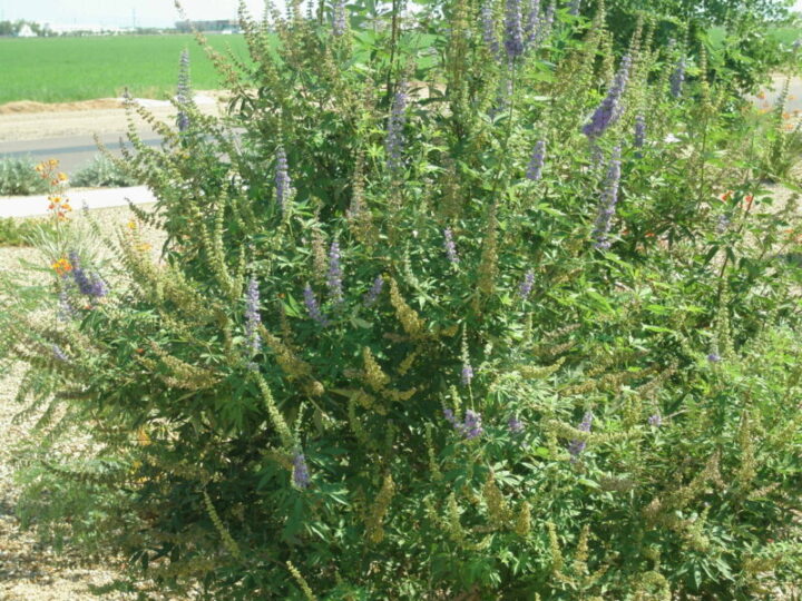 Chaste Tree | Elgin Nursery & Tree Farm: Phoenix, AZ