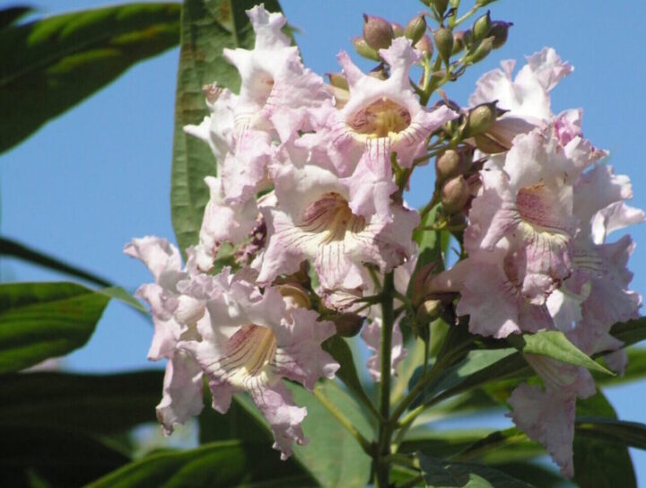 Chitalpa Tree Pros And Cons