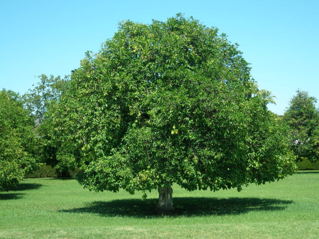 Trees | Elgin Nursery & Tree Farm: Phoenix, AZ
