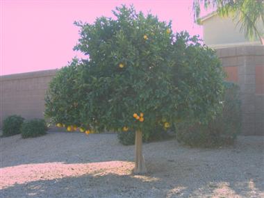 Citrus Tree – Cocktail – Elgin Nursery & Tree Farm: Phoenix, AZ
