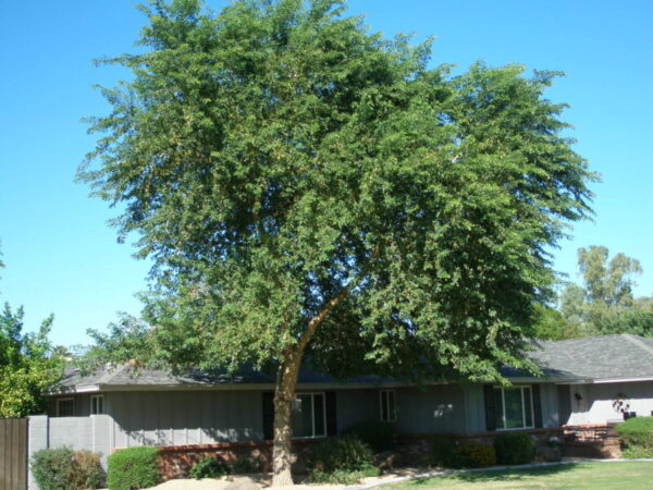 Sissoo Tree | Elgin Nursery & Tree Farm: Phoenix, AZ