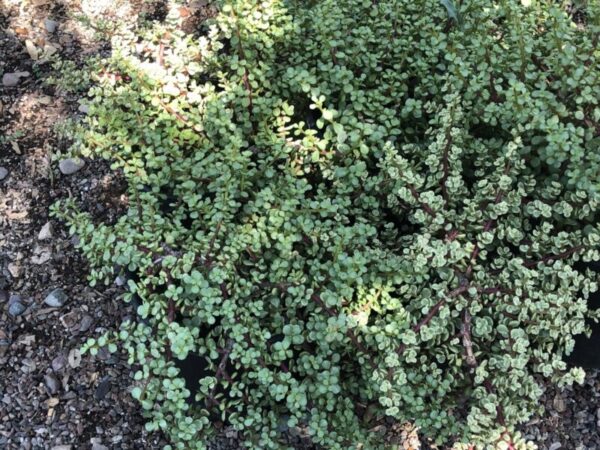 Elephant Food | Elgin Nursery & Tree Farm: Phoenix, AZ