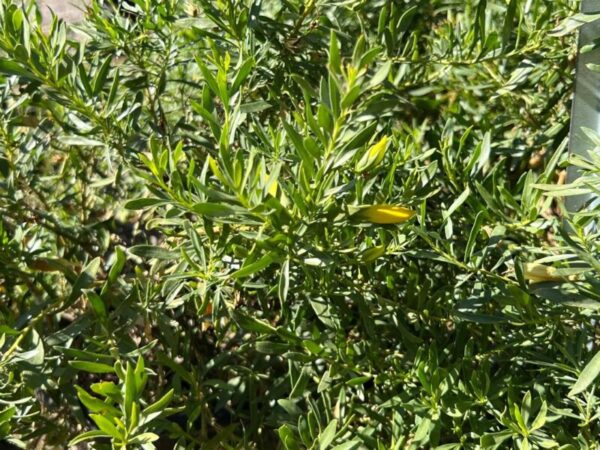 Emu Bush – Yellow | Elgin Nursery & Tree Farm: Phoenix, AZ