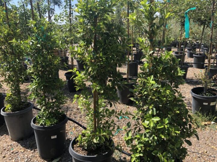 Indian Laurel Fig | Elgin Nursery & Tree Farm: Phoenix, AZ