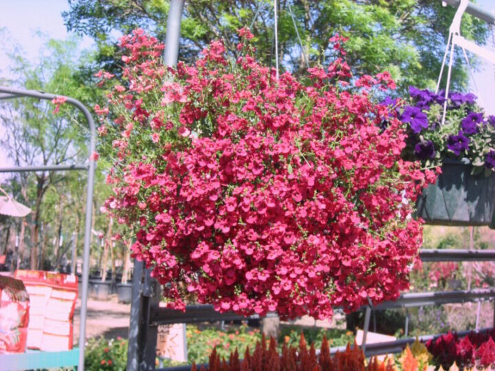 Hanging Baskets | Elgin Nursery & Tree Farm: Phoenix, AZ