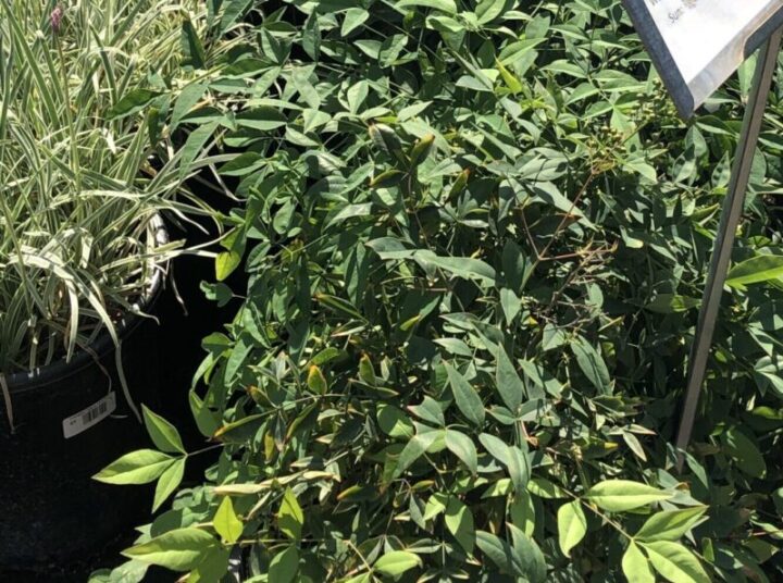 Heavenly Bamboo | Elgin Nursery & Tree Farm: Phoenix, AZ