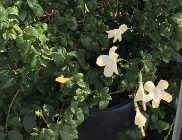 Hibiscus | Elgin Nursery & Tree Farm: Phoenix, AZ