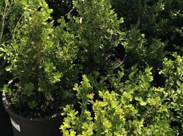 Japanese Boxwood | Elgin Nursery & Tree Farm: Phoenix, AZ