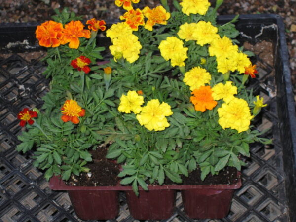Marigold | Elgin Nursery & Tree Farm: Phoenix, AZ