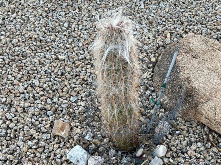 Old Man Cactus | Elgin Nursery & Tree Farm: Phoenix, AZ