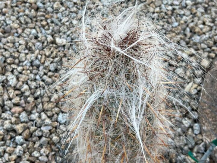 Old Man Cactus | Elgin Nursery & Tree Farm: Phoenix, AZ
