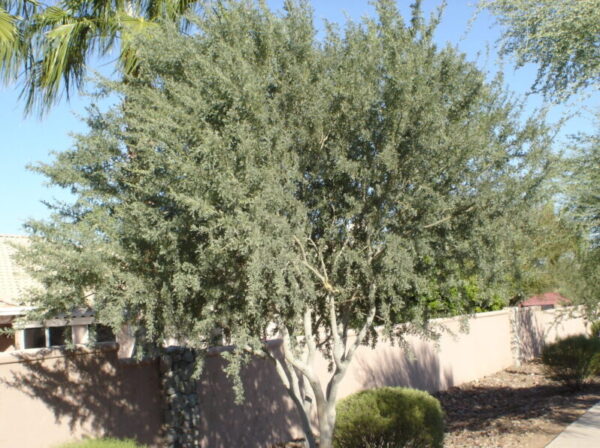 Cascalote Tree | Elgin Nursery & Tree Farm: Phoenix, AZ