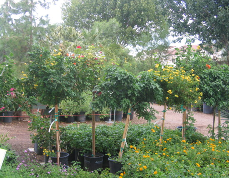 Patio Trees | Elgin Nursery & Tree Farm: Phoenix, AZ