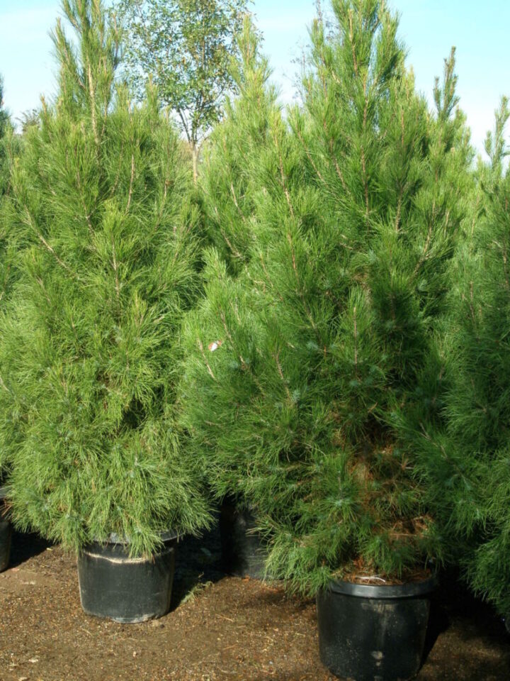 X-MAS Trees | Elgin Nursery & Tree Farm: Phoenix, AZ