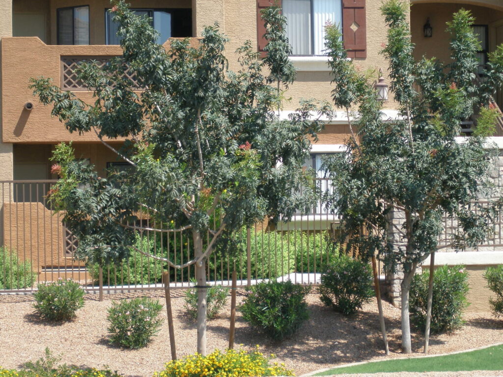 Red Push Pistache | Elgin Nursery & Tree Farm: Phoenix, AZ