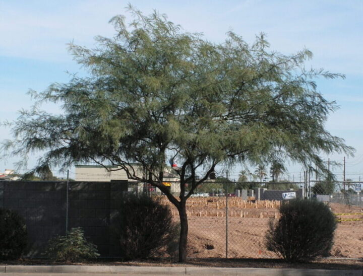 Mesquite Thornless Elgin Nursery And Tree Farm Phoenix Az