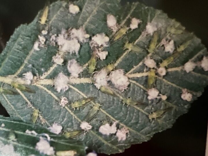 Psyllids | Elgin Nursery & Tree Farm: Phoenix, AZ