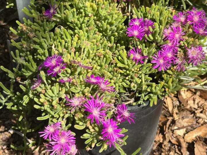 Ice Plant – Rosea/Purple | Elgin Nursery & Tree Farm: Phoenix, AZ