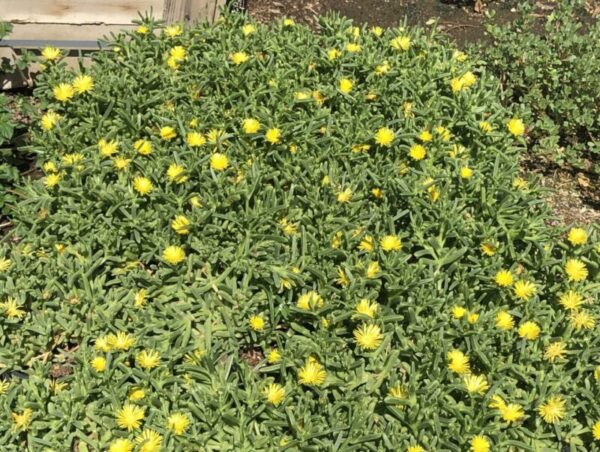 Ice Plant – Rocky Point | Elgin Nursery & Tree Farm: Phoenix, AZ