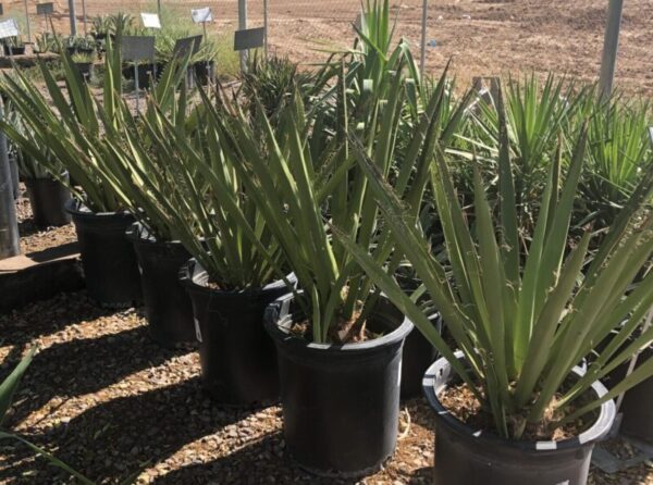 Yucca – Spanish Dagger | Elgin Nursery & Tree Farm: Phoenix, AZ