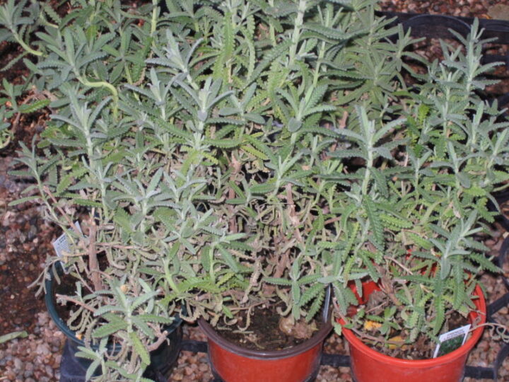 Lavender | Elgin Nursery & Tree Farm: Phoenix, AZ