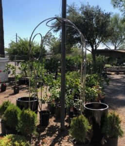 Trellises | Elgin Nursery & Tree Farm: Phoenix, AZ