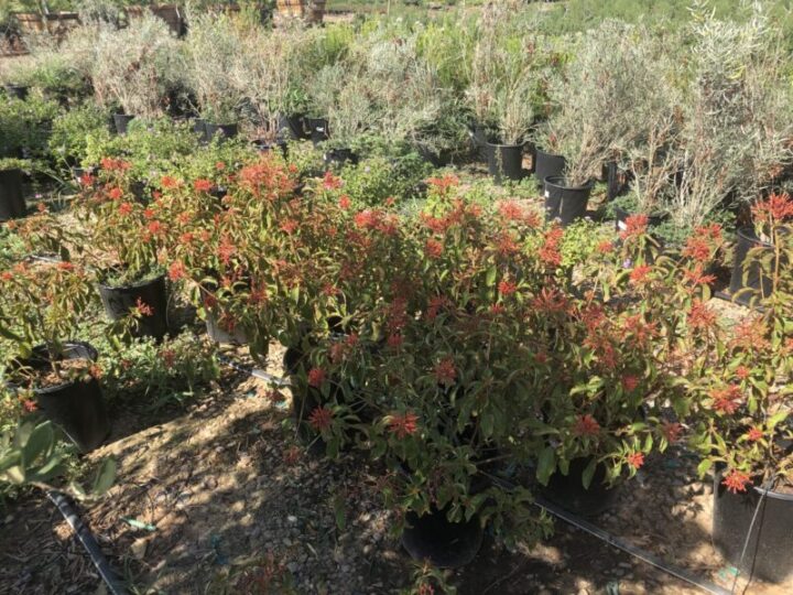Texas Firebush | Elgin Nursery & Tree Farm: Phoenix, AZ