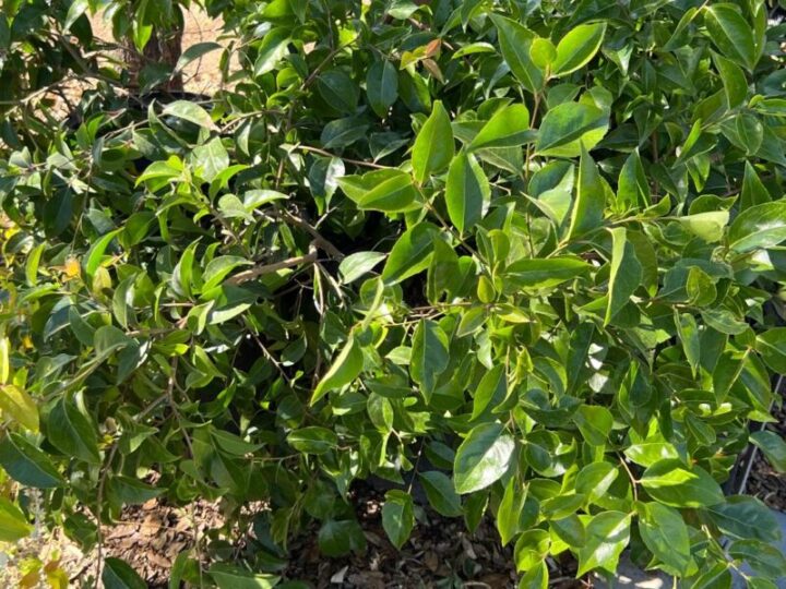 Xylosma | Elgin Nursery & Tree Farm: Phoenix, AZ