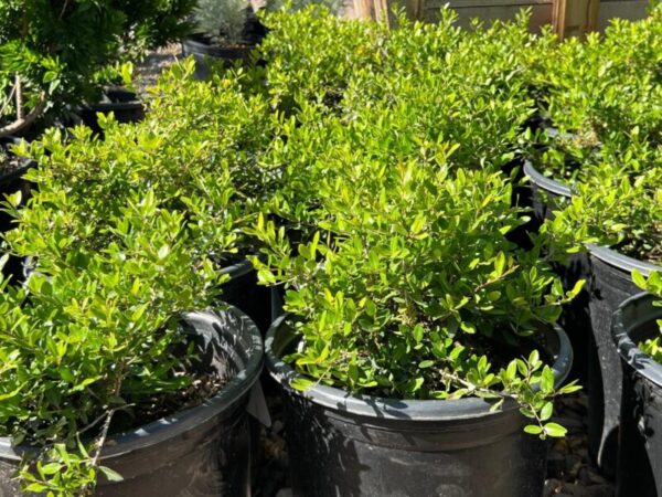 Dwarf Yaupon Holly | Elgin Nursery & Tree Farm: Phoenix, AZ